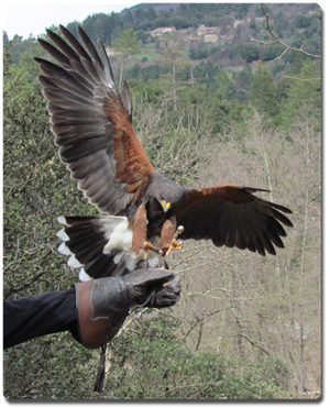 Accueil des stages de fauconnerie.